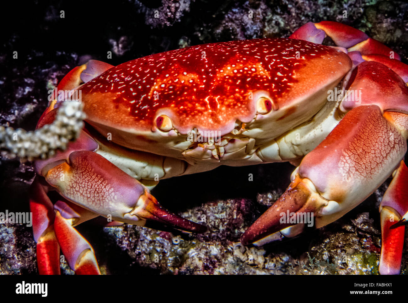 Carpilius corallinus or Batwing Coral Crab at night on coral reef Stock ...