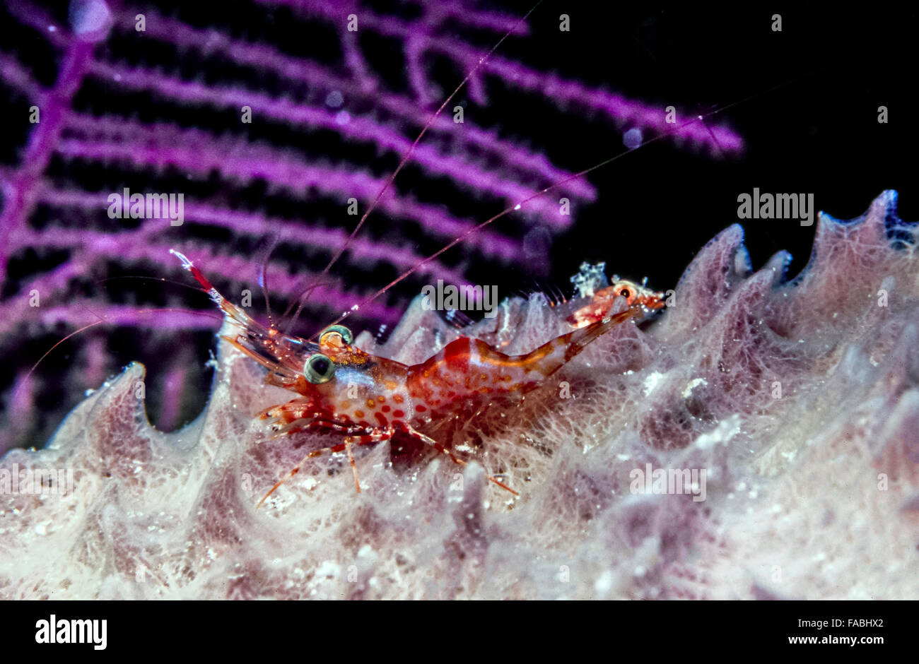 Lysmata wurdemanni, commonly known as the peppermint shrimp, is a ...