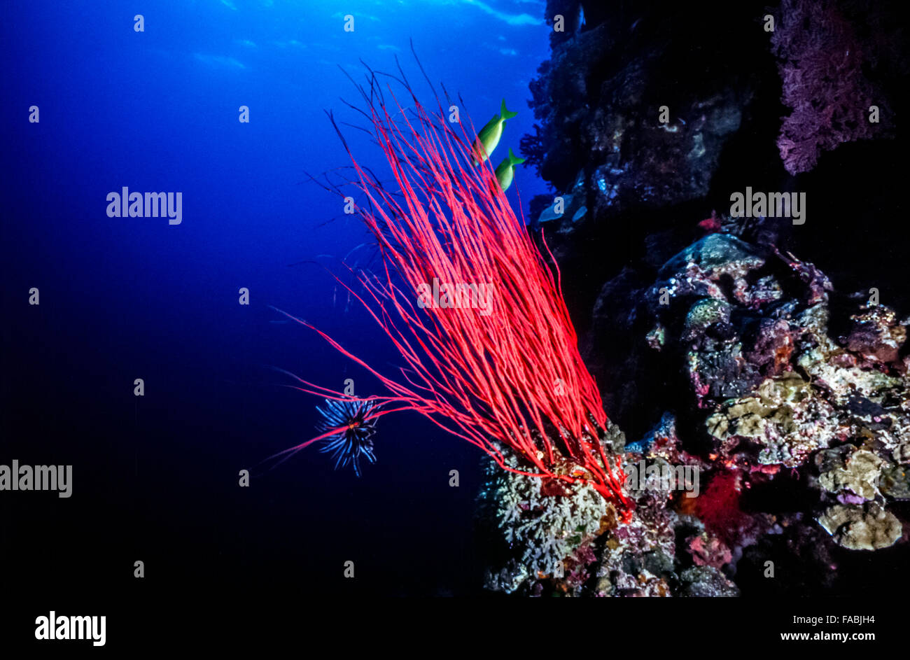 Alcyonacea hi-res stock photography and images - Alamy