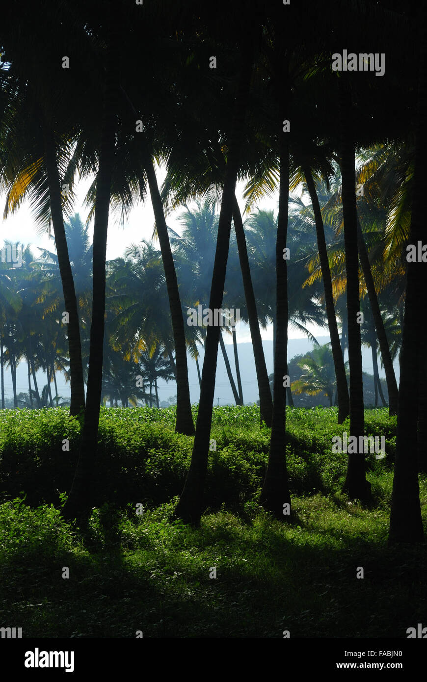 Landscape Kerala Stock Photos & Landscape Kerala Stock Images - Alamy