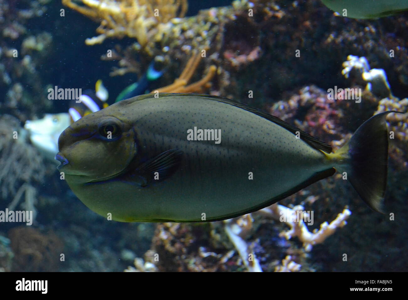 Gray fish swimming in aquarium with corals Stock Photo - Alamy