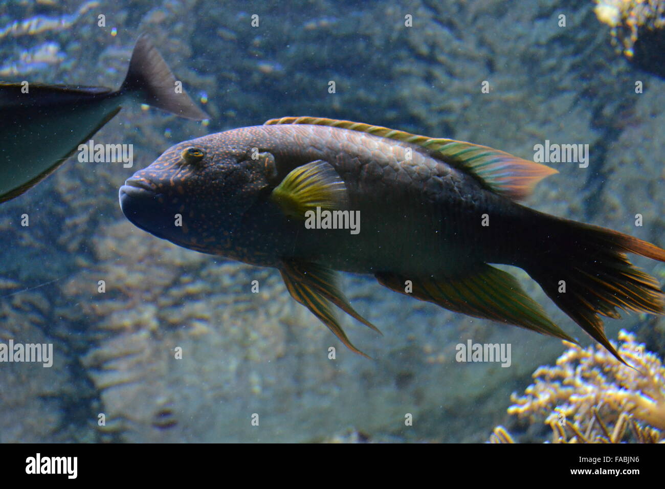 Aquarium with plant hi-res stock photography and images - Alamy