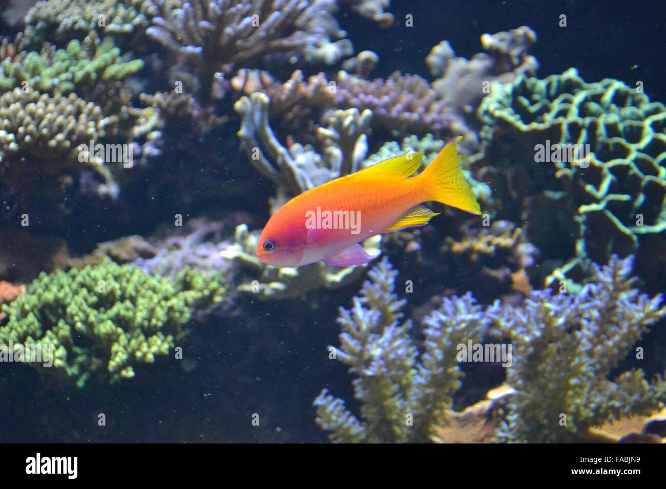 Orange fish orange hi-res stock photography and images - Alamy