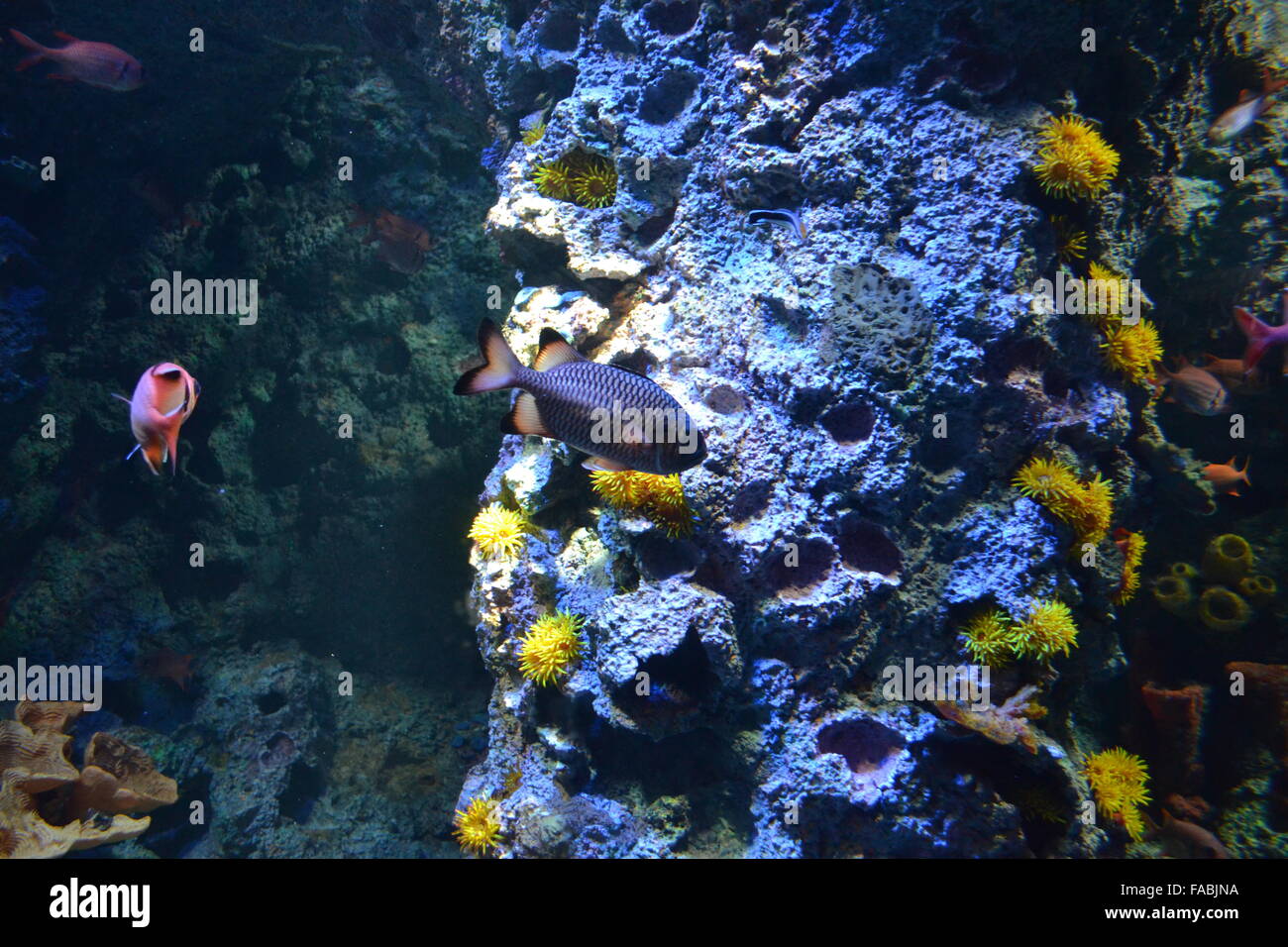 Aquarium fish corals hi-res stock photography and images - Alamy