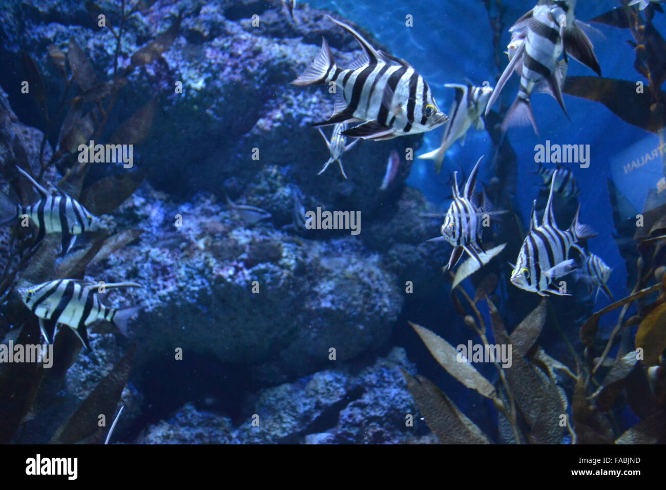 Striped fish swims in blue hi-res stock photography and images - Alamy