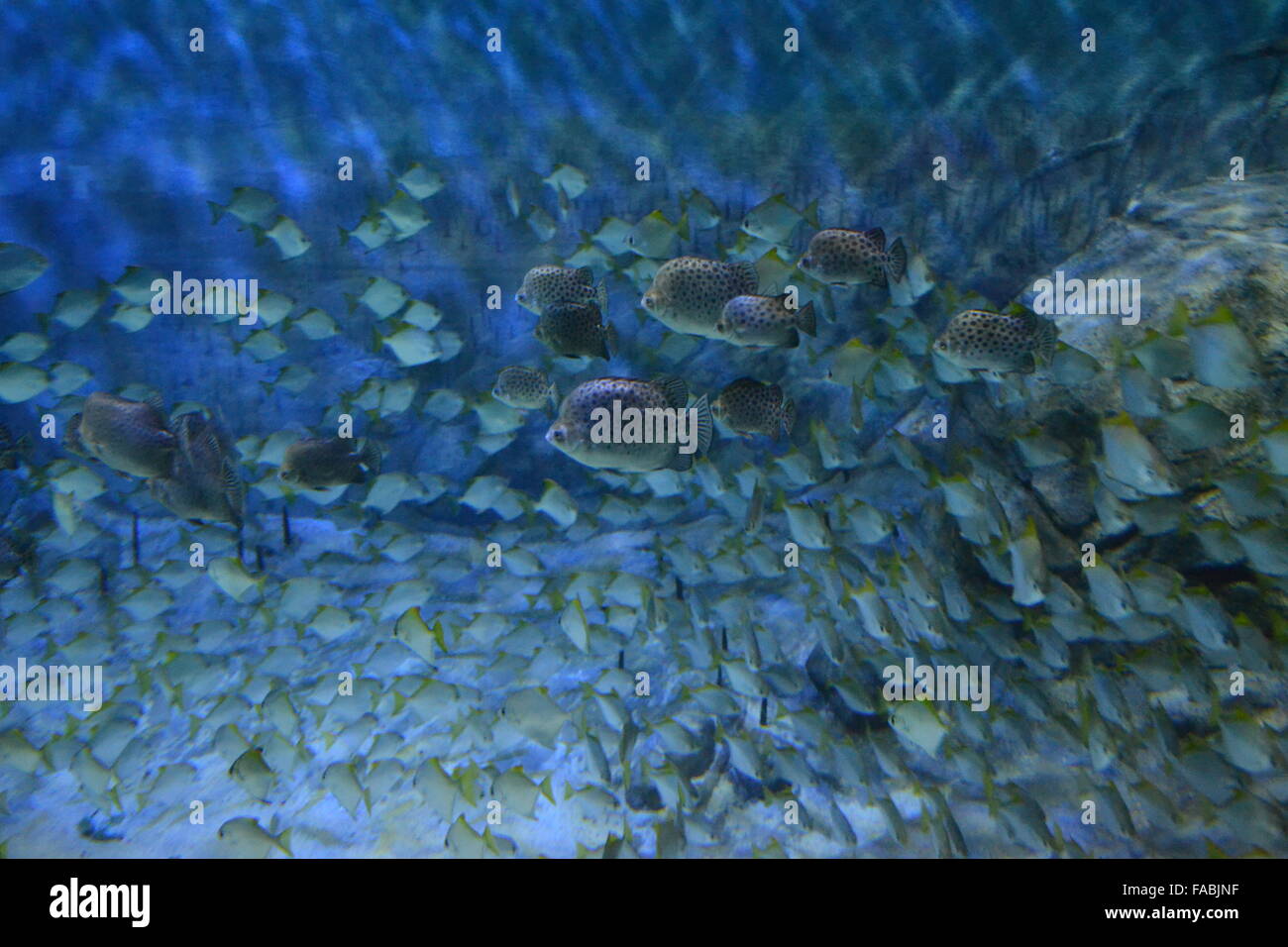 Fish group swimming in aquarium Stock Photo - Alamy