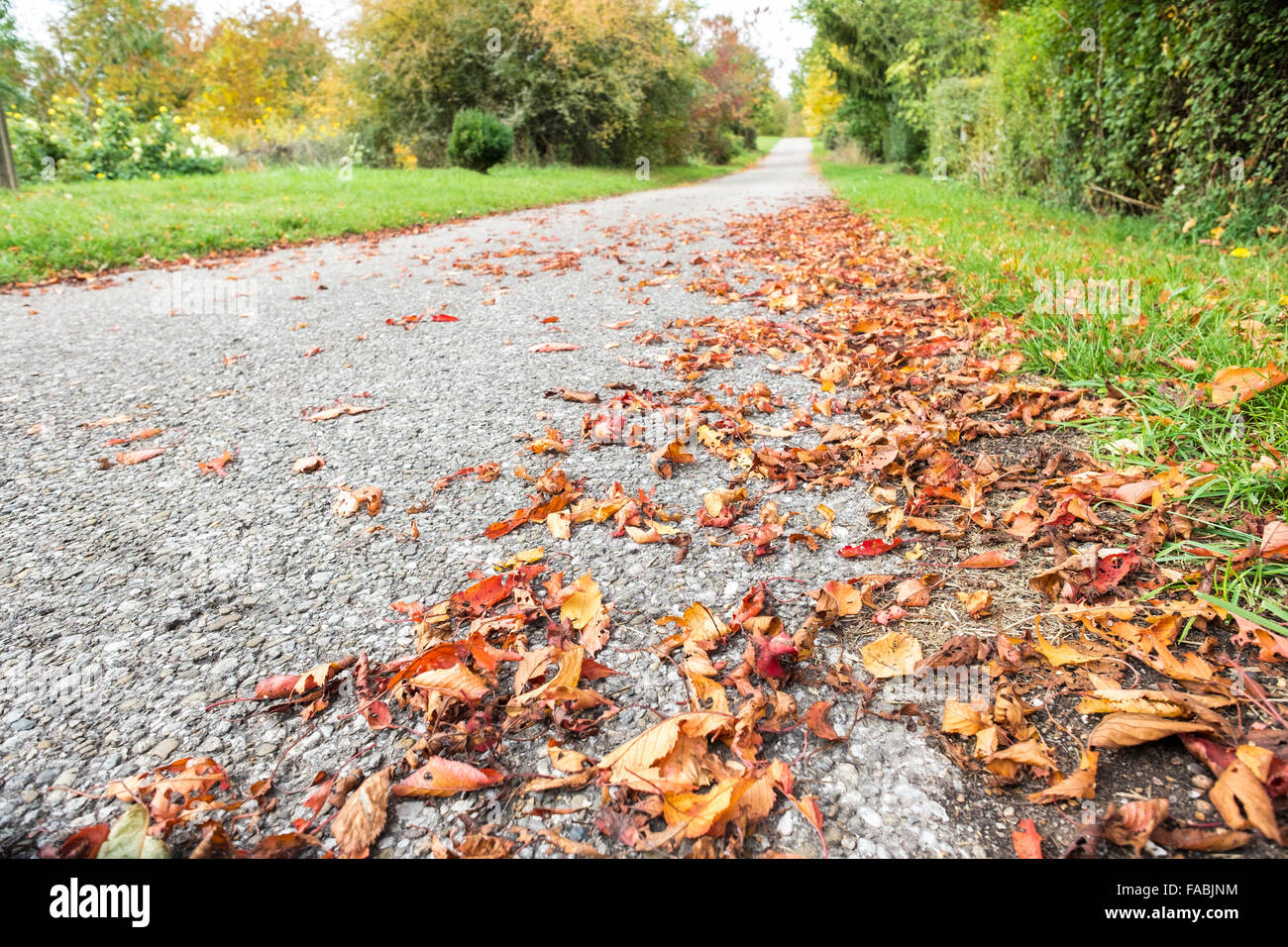 Tarred path with leafs in autumn colouring Stock Photo - Alamy