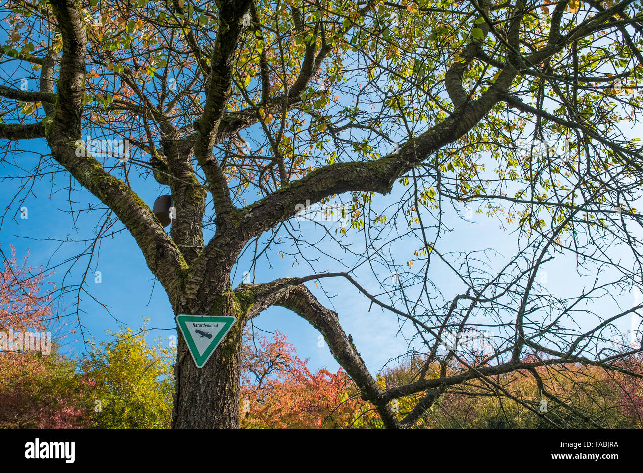 Old fruit tree with sign of a nature landmark Stock Photo - Alamy