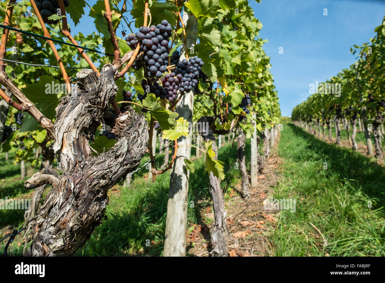Old pinot noir grapes with rough bark in a vineyard Stock Photo - Alamy