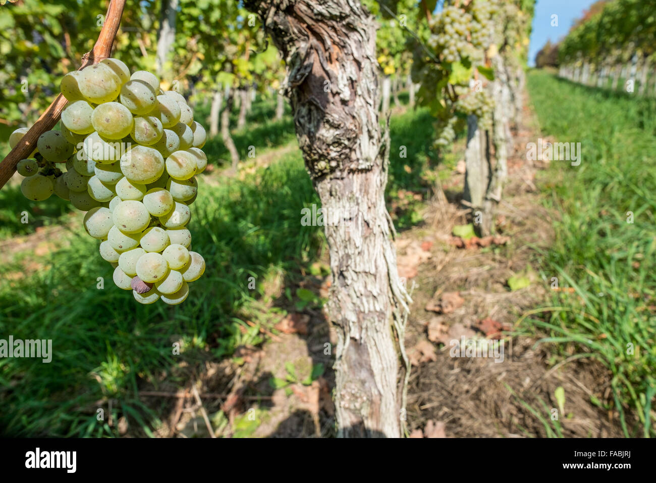 Riesling hi-res stock photography and images - Alamy