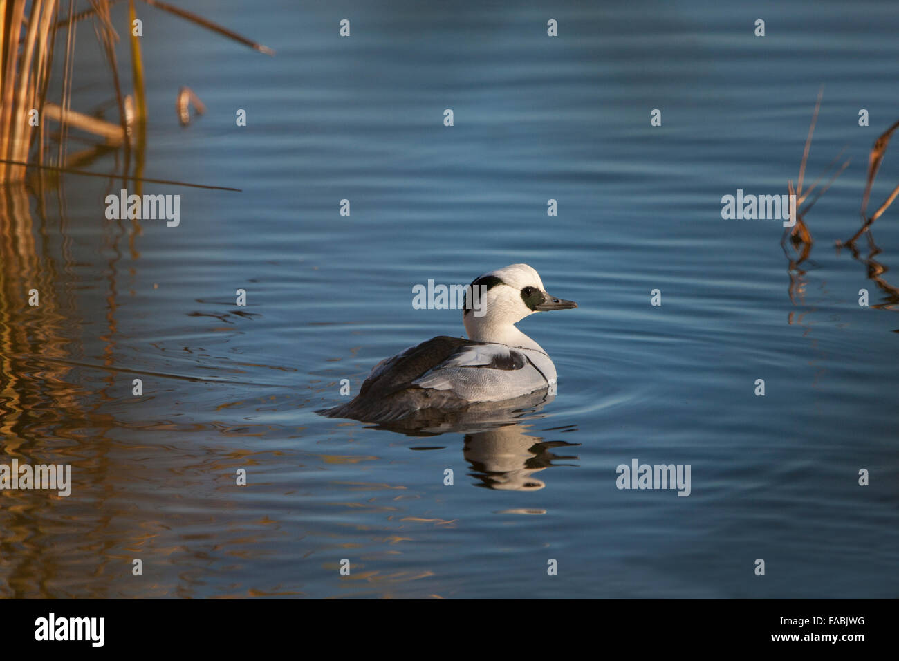 Smew, Mergellus albellus, drake swimming, white nun Stock Photo - Alamy