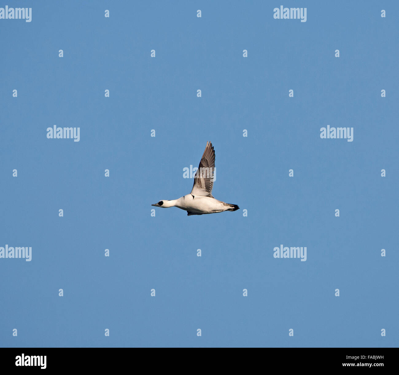 Smew, Mergellus albellus, drake, male, in flight Stock Photo - Alamy