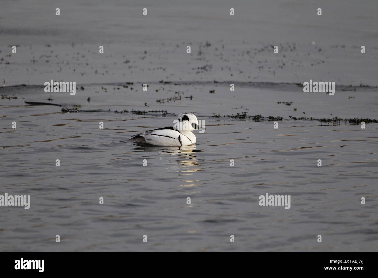 Smew, Mergellus albellus, drake, male, swimming amongst ice Stock Photo ...