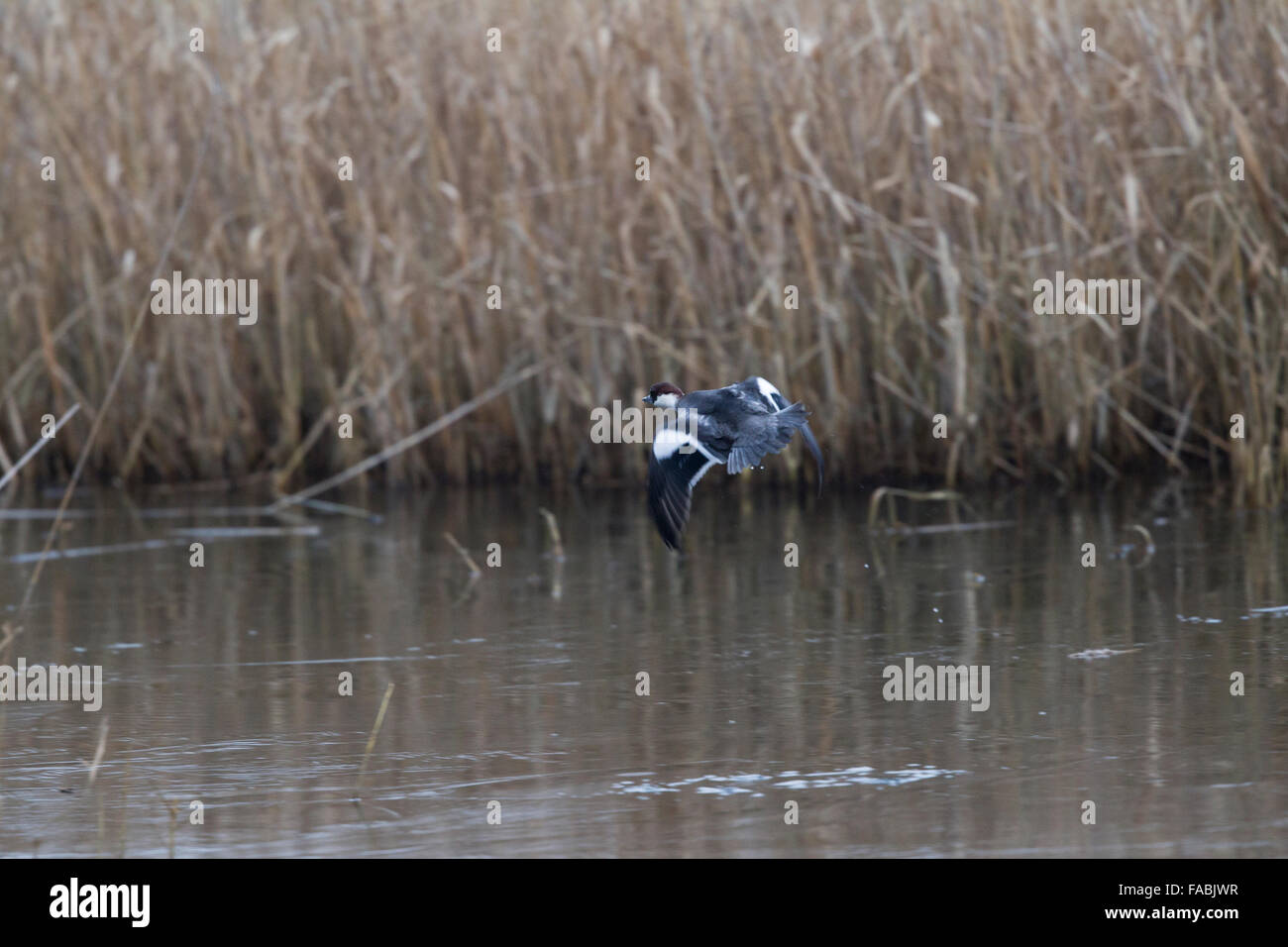 Smew, Mergellus albellus, redhead flying Stock Photo - Alamy