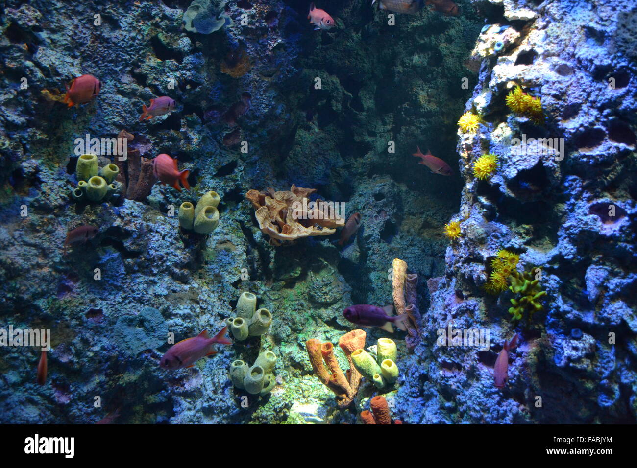 Pink fish swimming in aquarium with corals Stock Photo - Alamy