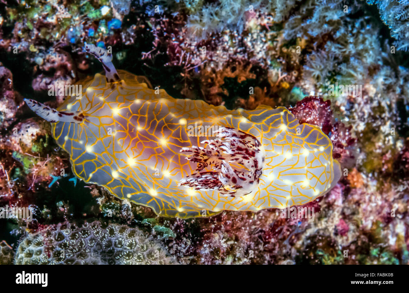 Halgerda species hi-res stock photography and images - Alamy