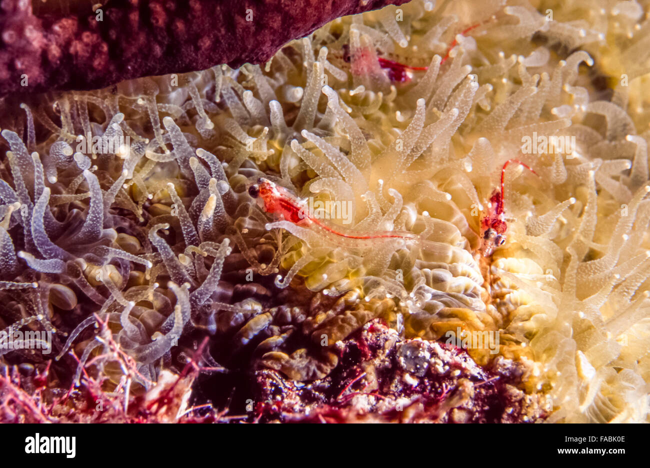 Baby fish resting in coral at night on coral reef Stock Photo - Alamy