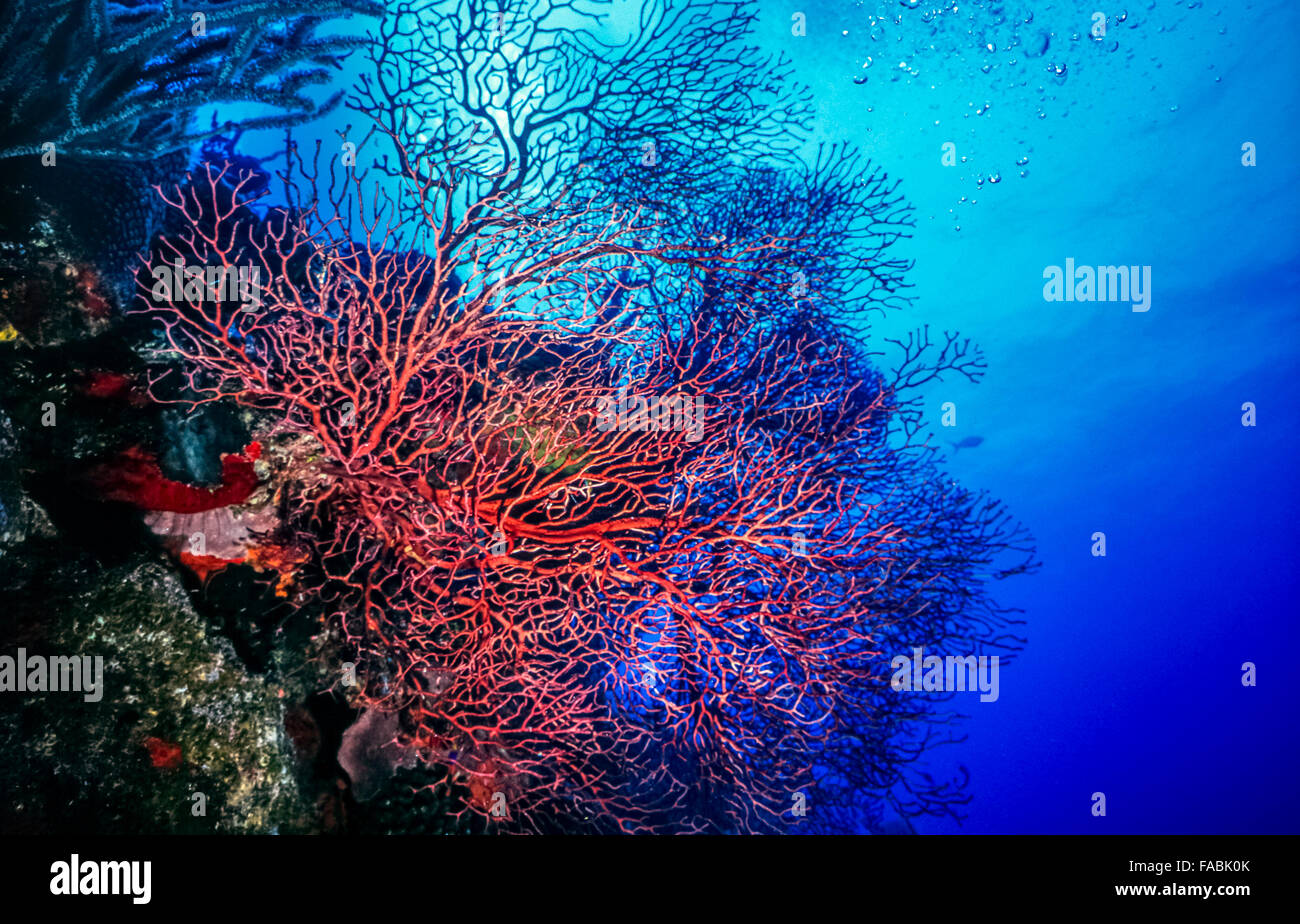 Deep water Gorgonian underwater off the Turk and Caiscos islands Stock ...
