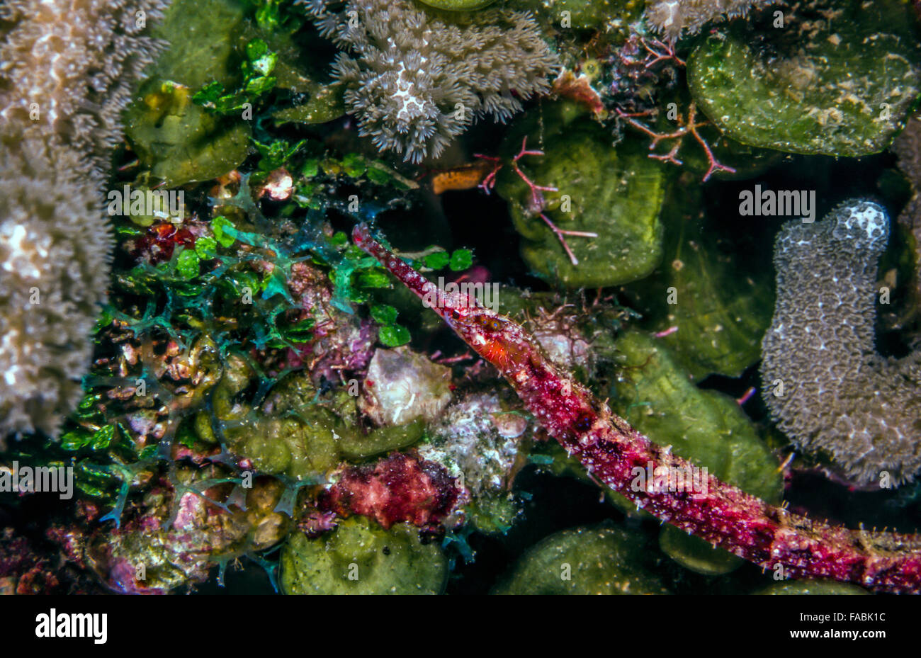 Pipefishes or pipe-fishes Syngnathinae are a subfamily of small fishes ...