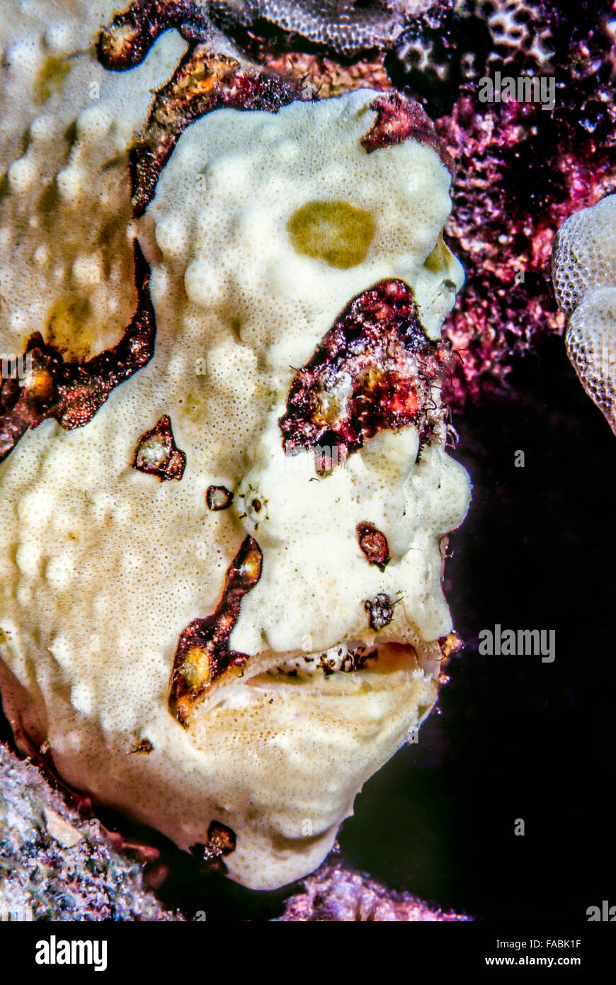 Frogfishes, family Antennariidae, are a type of anglerfish in the order ...