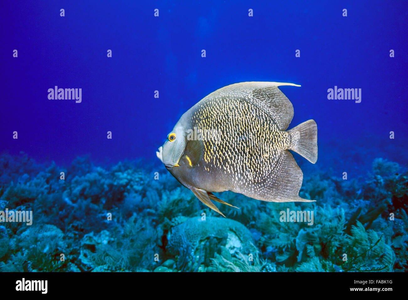 French angelfish, Pomacanthus paru, is a large angelfish of the family ...