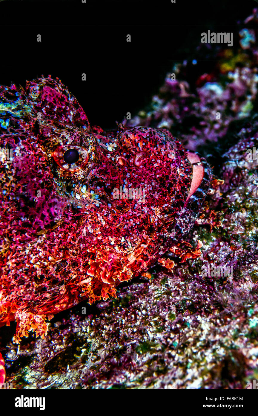 Synanceia is a genus of fish of the family Synanceiidae, the ...