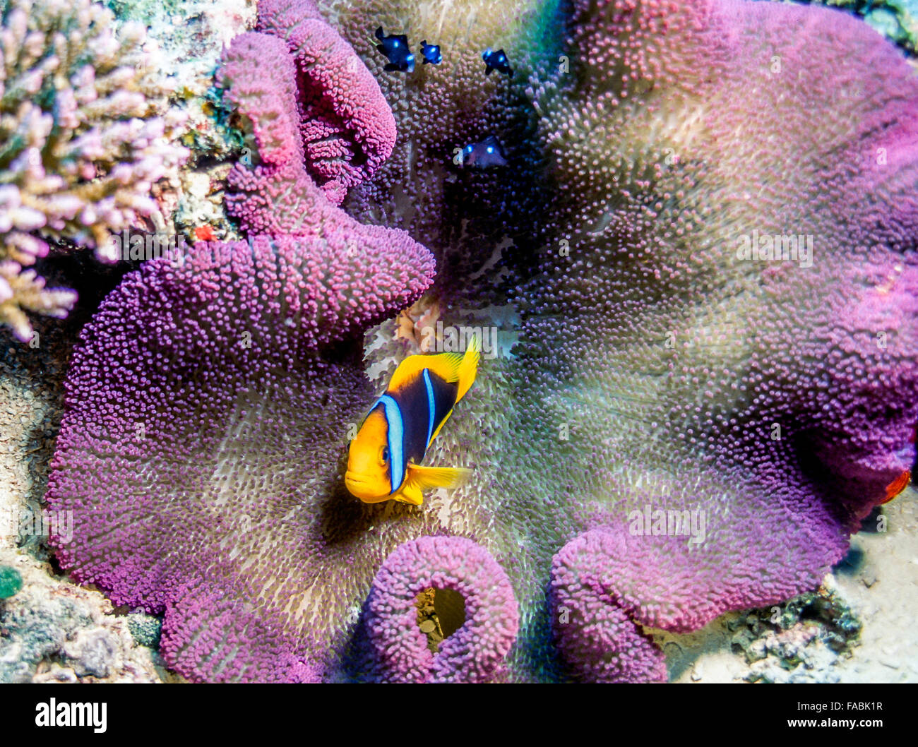 Clownfish or anemonefish are fishes from the subfamily Amphiprioninae ...