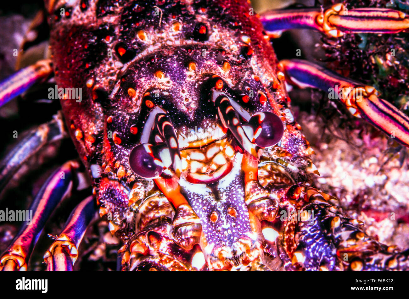 Panulirus guttatus, the spotted spiny lobster or Guinea chick lobster ...