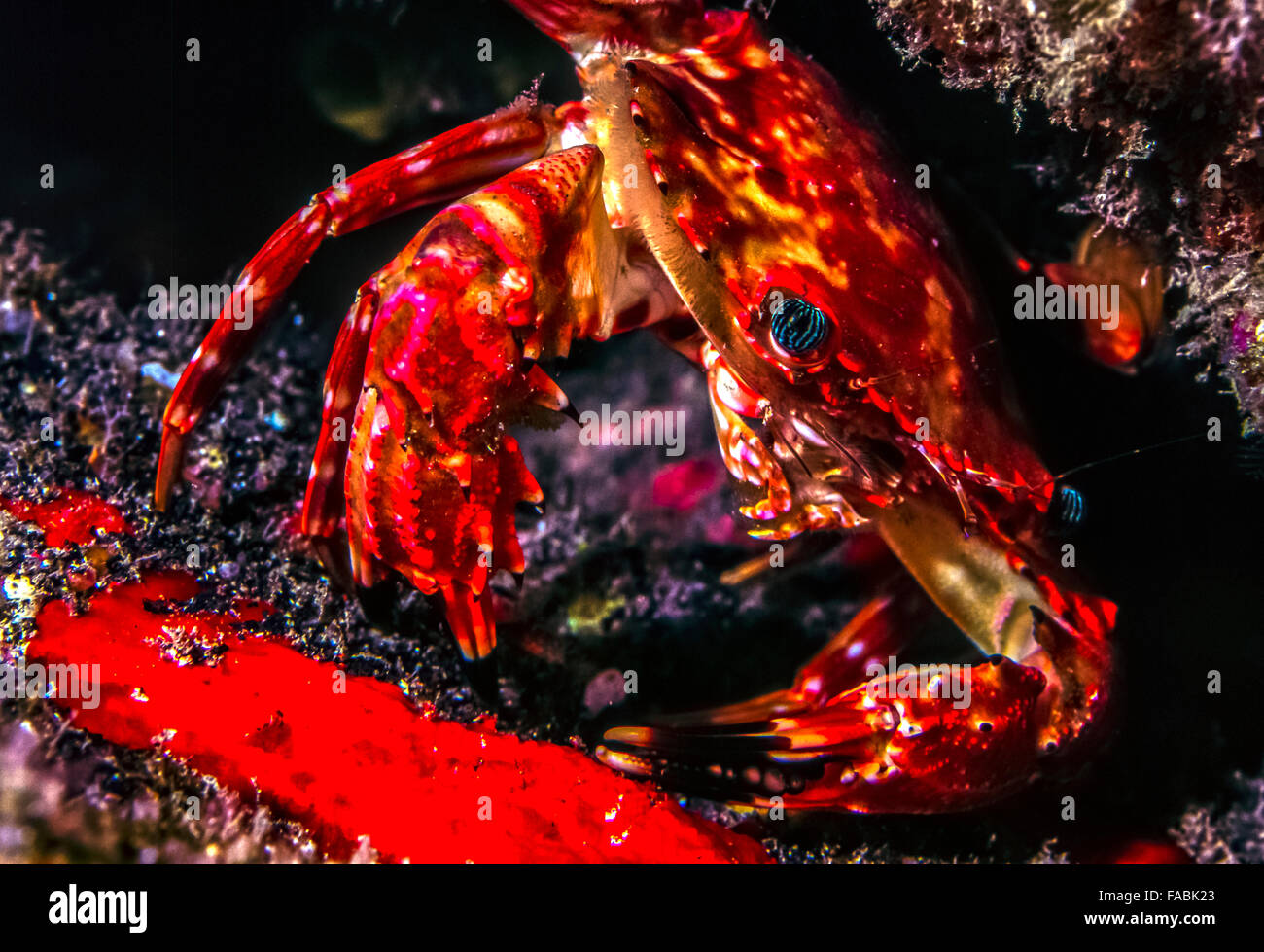 Spider Crab Coral Reef Caribbean High Resolution Stock Photography and ...