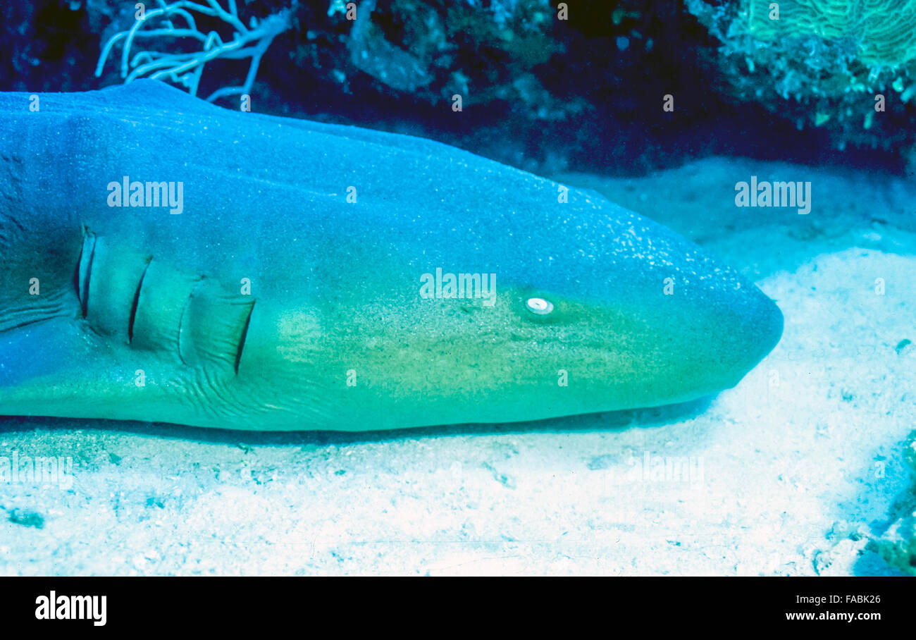 Ginglymostoma cirratum also known as the Nurse shark is a shark in the ...