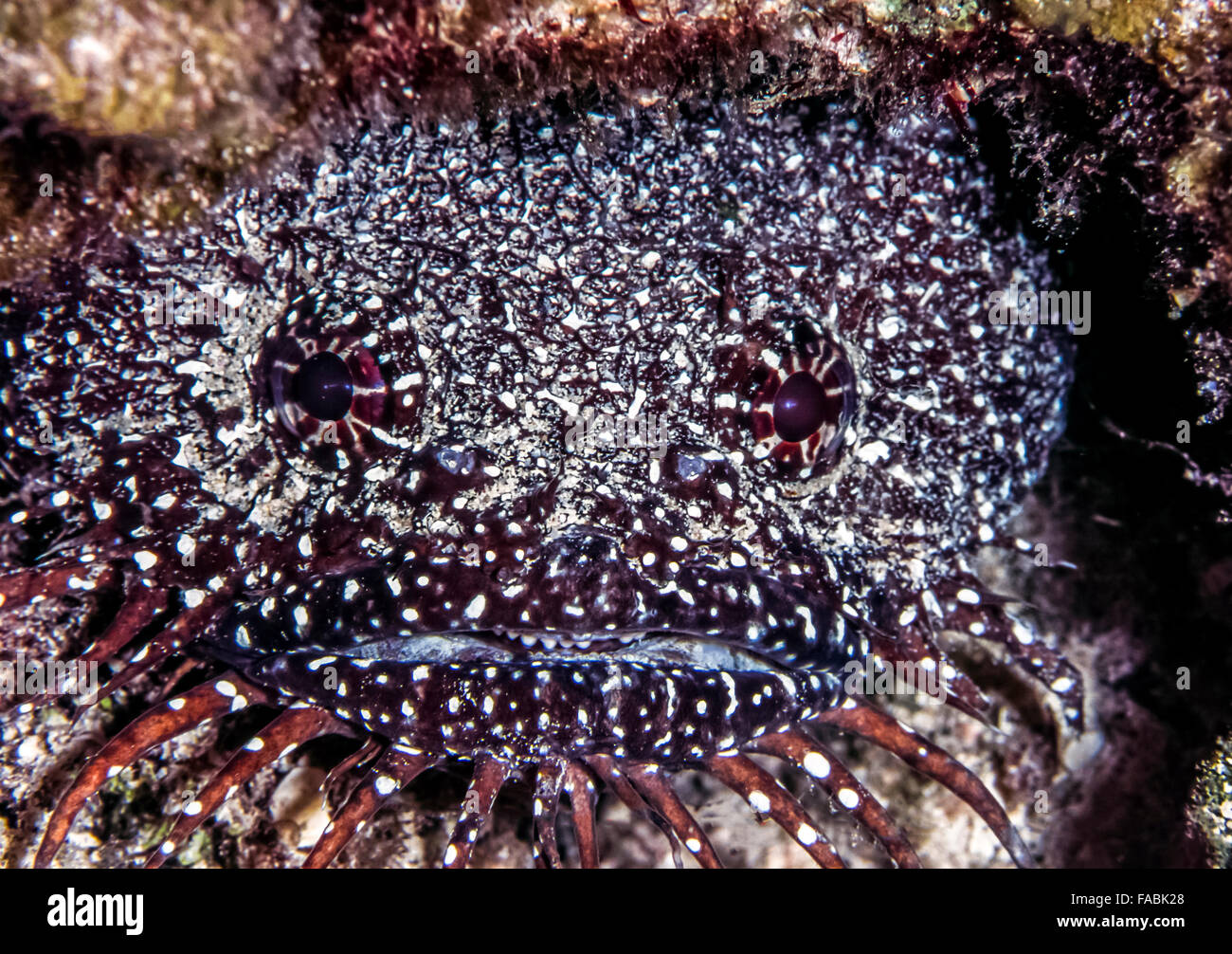 splendid toadfish, Sanopus splendidus, also called the coral toadfish ...