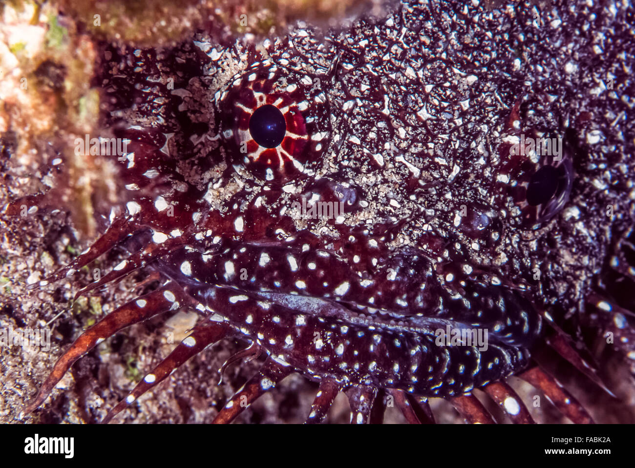 splendid toadfish, Sanopus splendidus, also called the coral toadfish ...