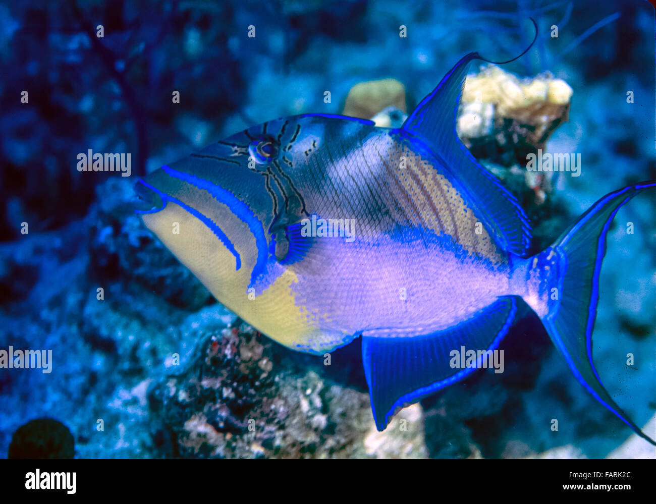 Queen Triggerfish
