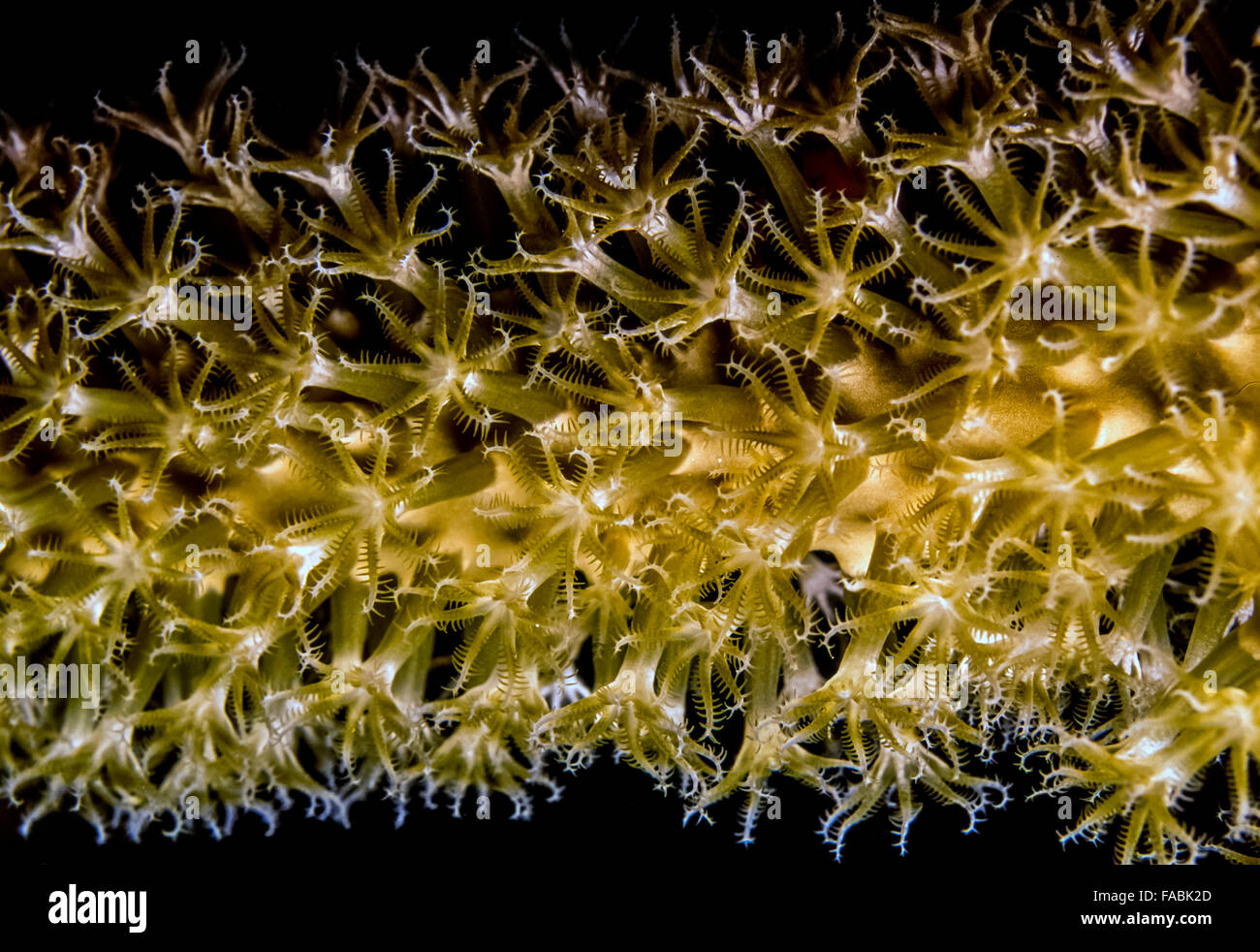 Plexaurella nutans, the giant slit-pore sea rod, is a tall species of ...