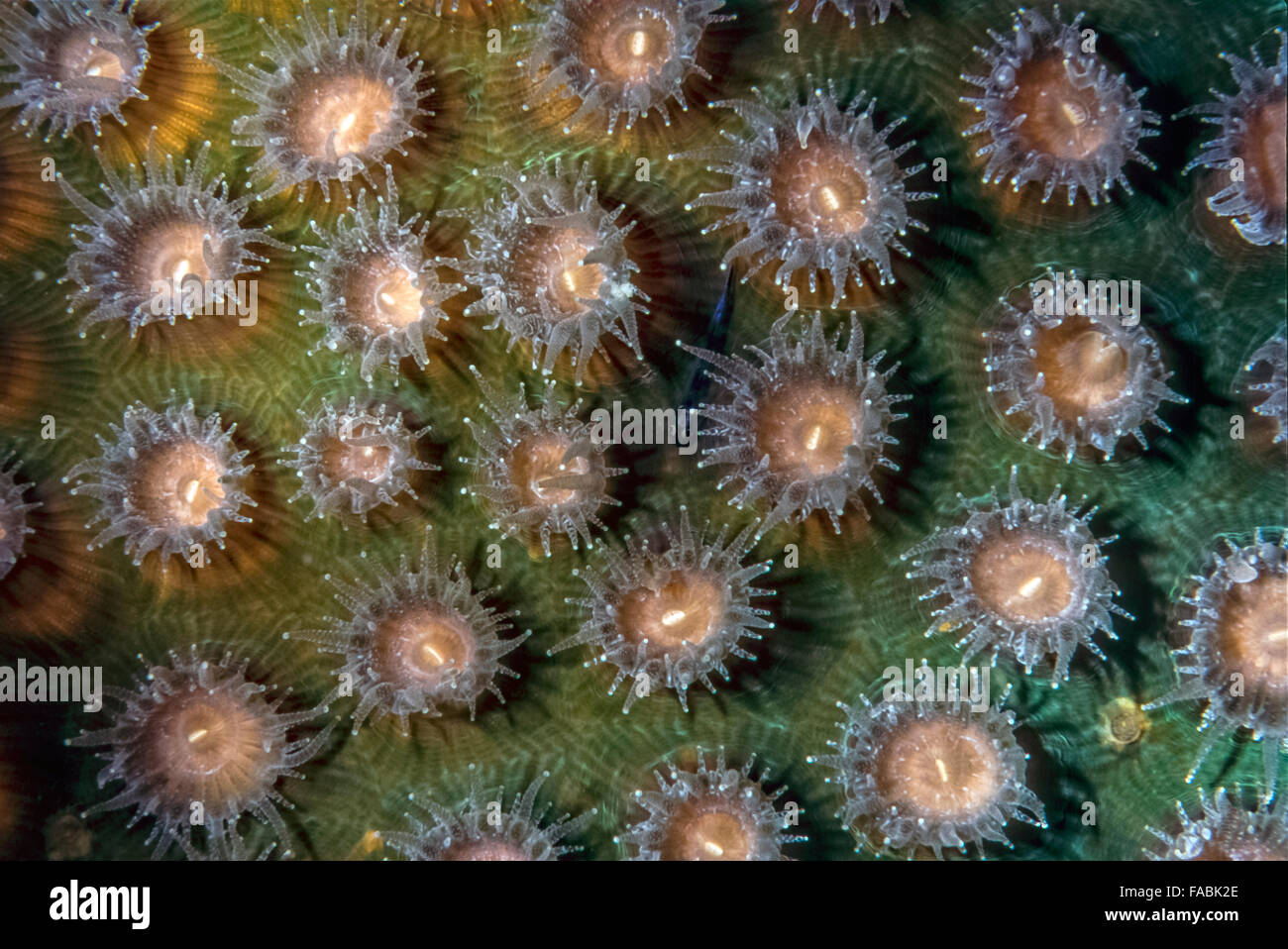 Montastraea annularis, commonly known as the boulder star coral, is a ...