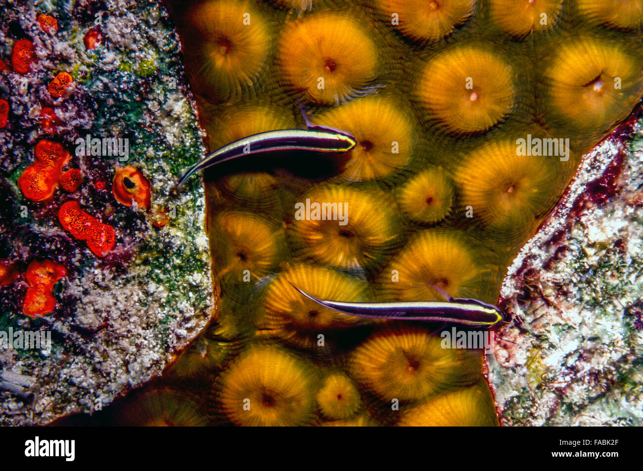 Gobies hi-res stock photography and images - Alamy