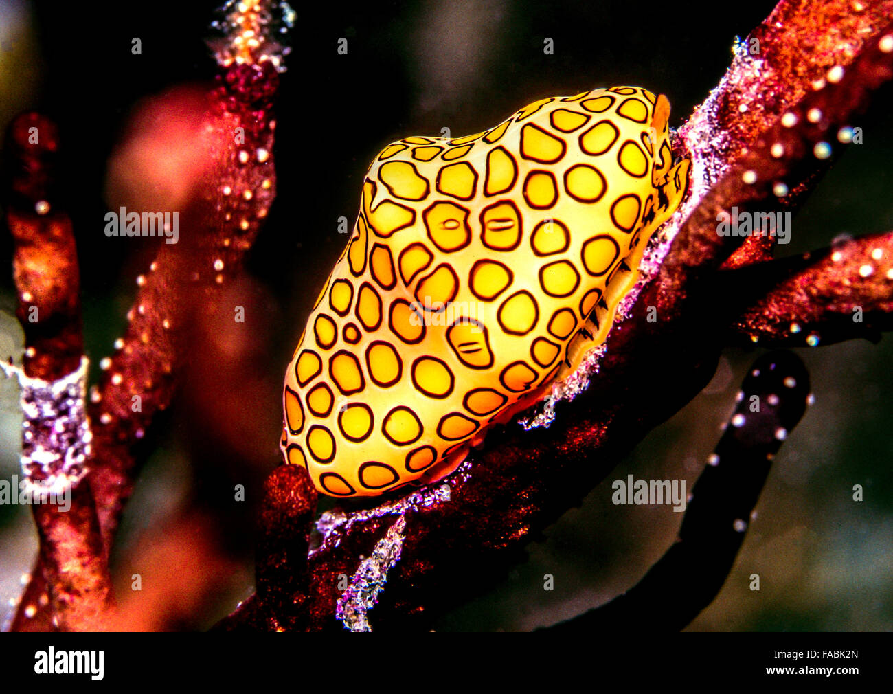 flamingo tongue snail, scientific name Cyphoma gibbosum, small brightly ...