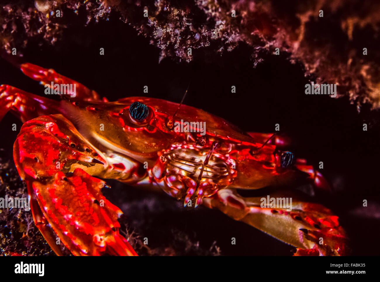 Red-hinged clinging crab, Mithrax spinosissimus, also known as the West ...