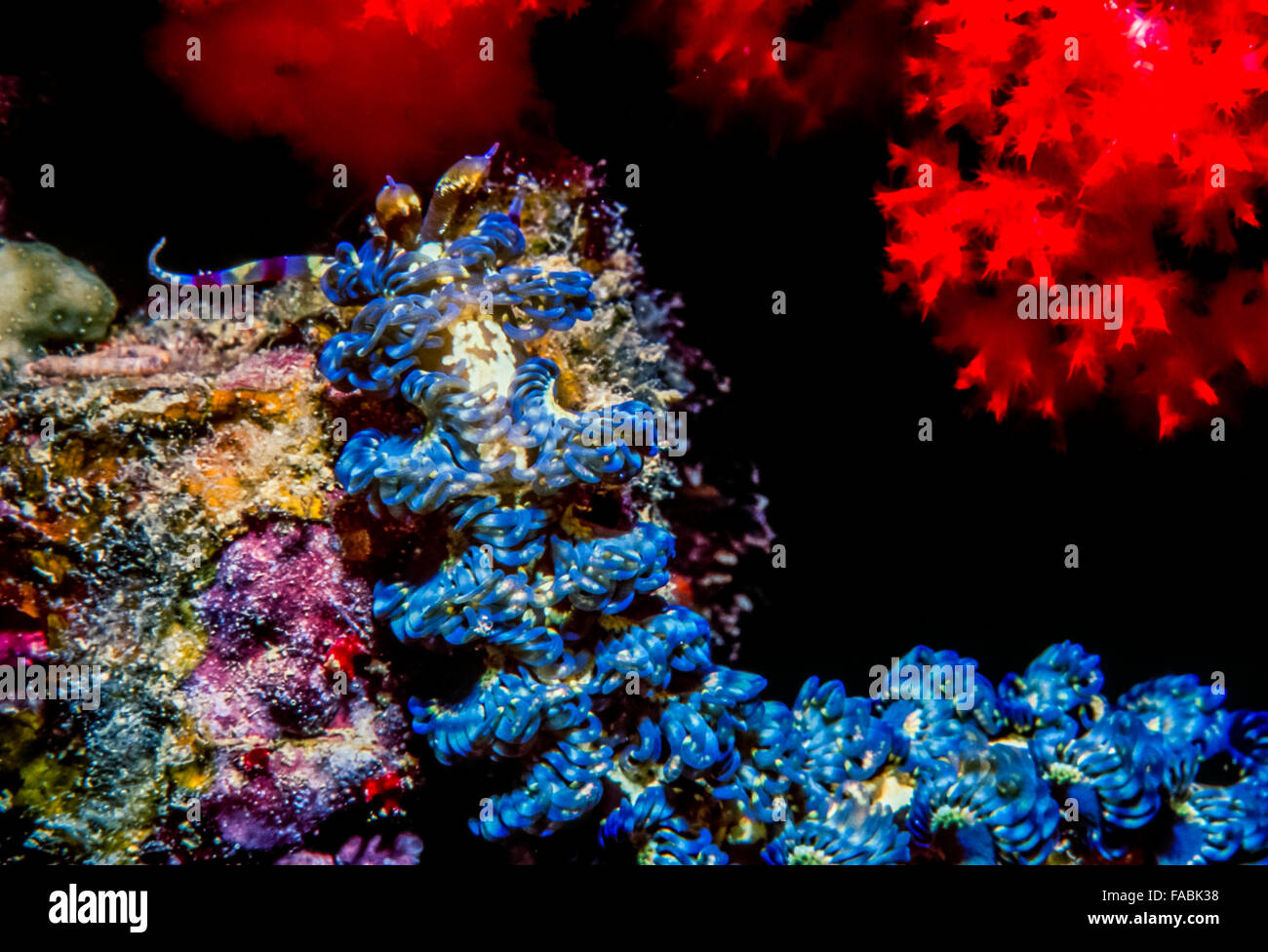 Pteraeolidia ianthina is a sea slug, an aeolid nudibranch, a marine ...