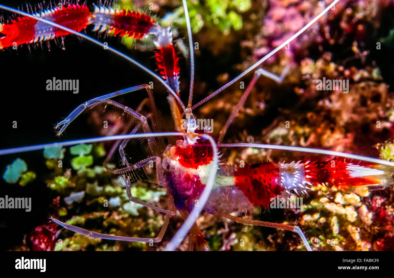 Stenopus hispidus is a shrimp-like decapod crustacean belonging to the ...