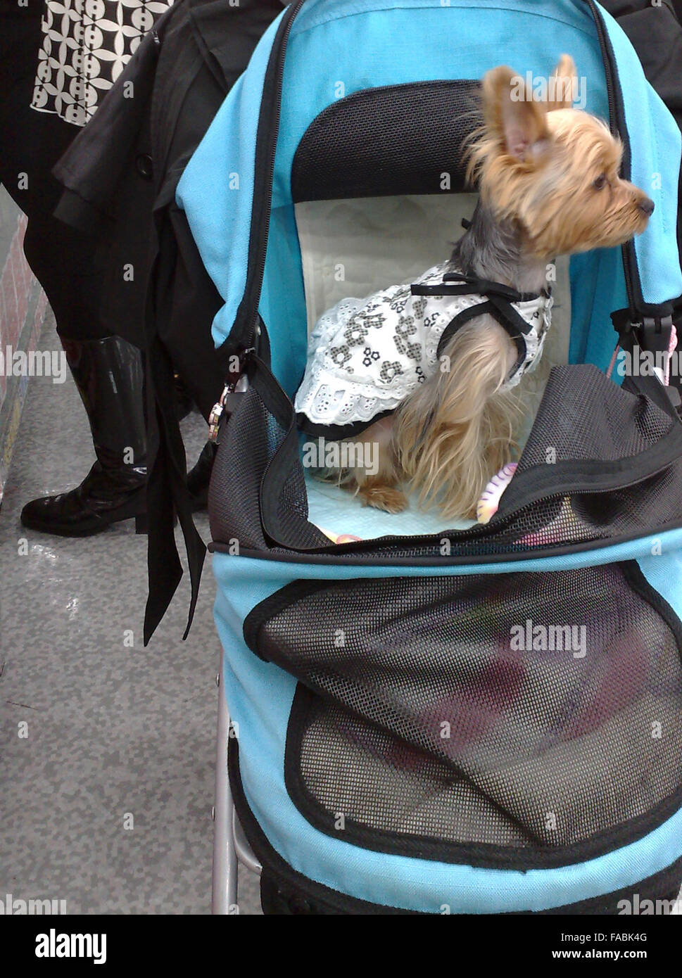 Pet dog in baby buggy Stock Photo - Alamy