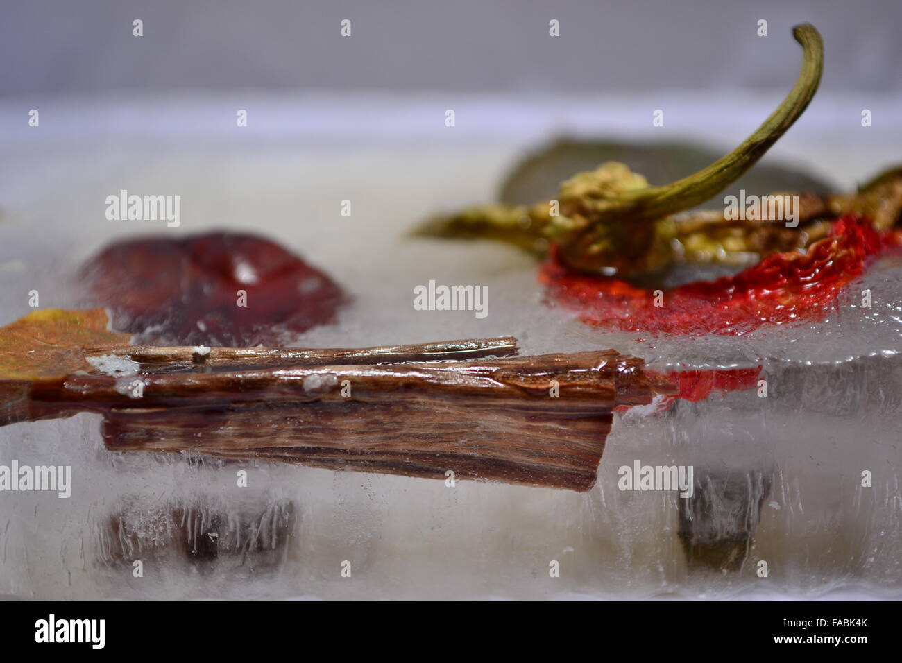Frozen peppers chestnut leaf wood in ice Stock Photo - Alamy