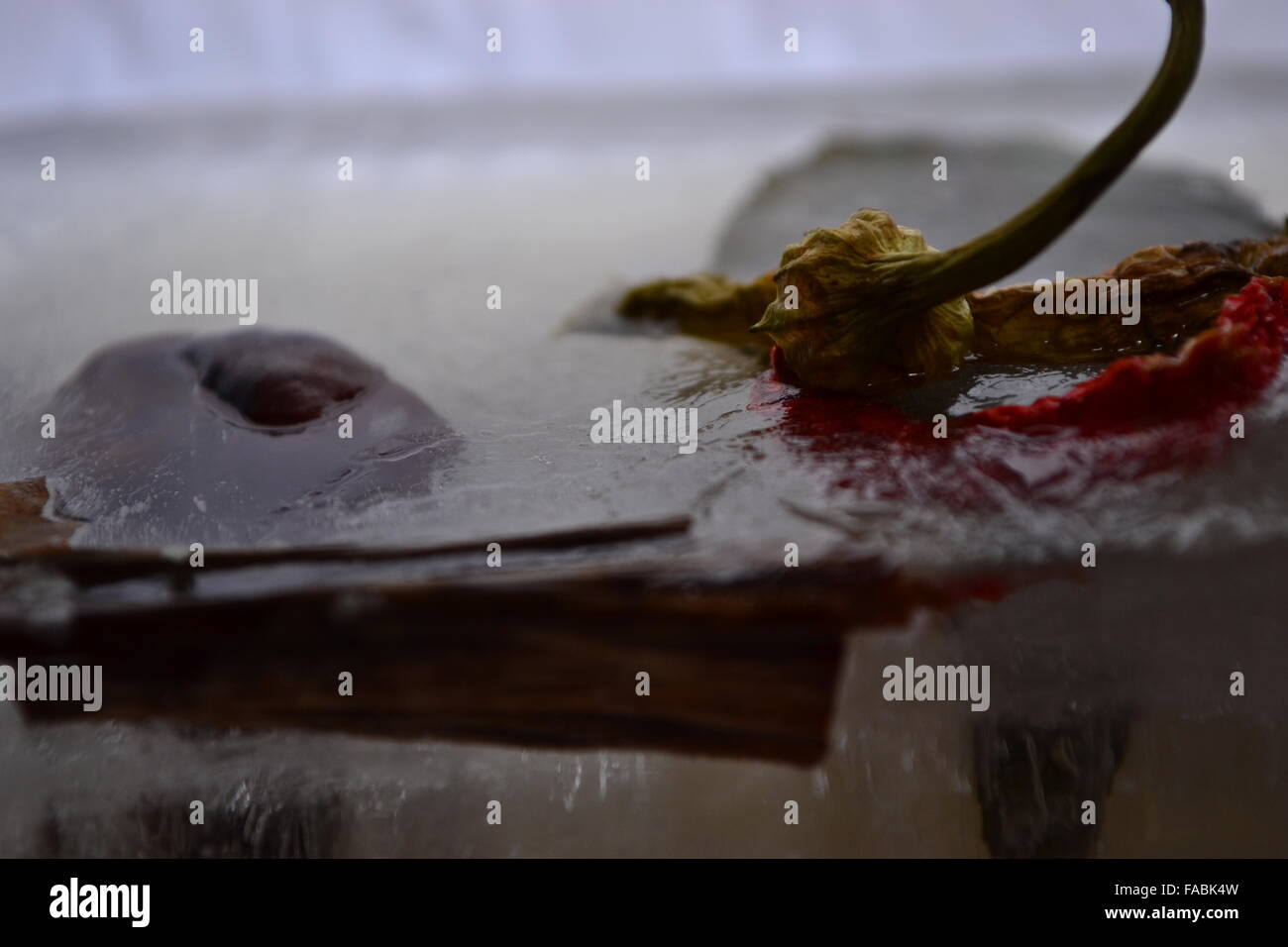 Frozen peppers chestnut leaf wood in ice Stock Photo - Alamy