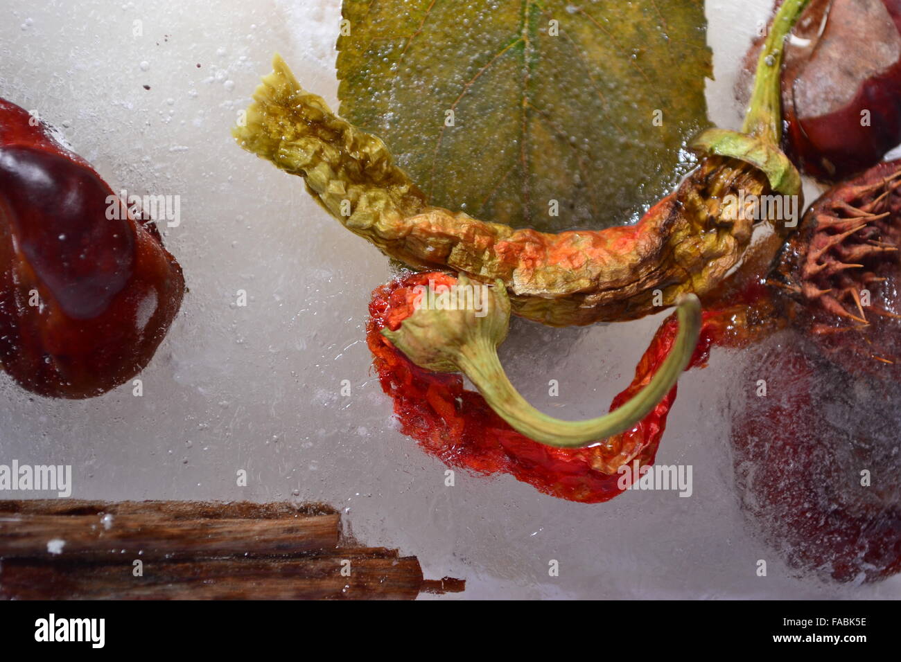 Frozen peppers chestnut leaf wood in ice Stock Photo - Alamy