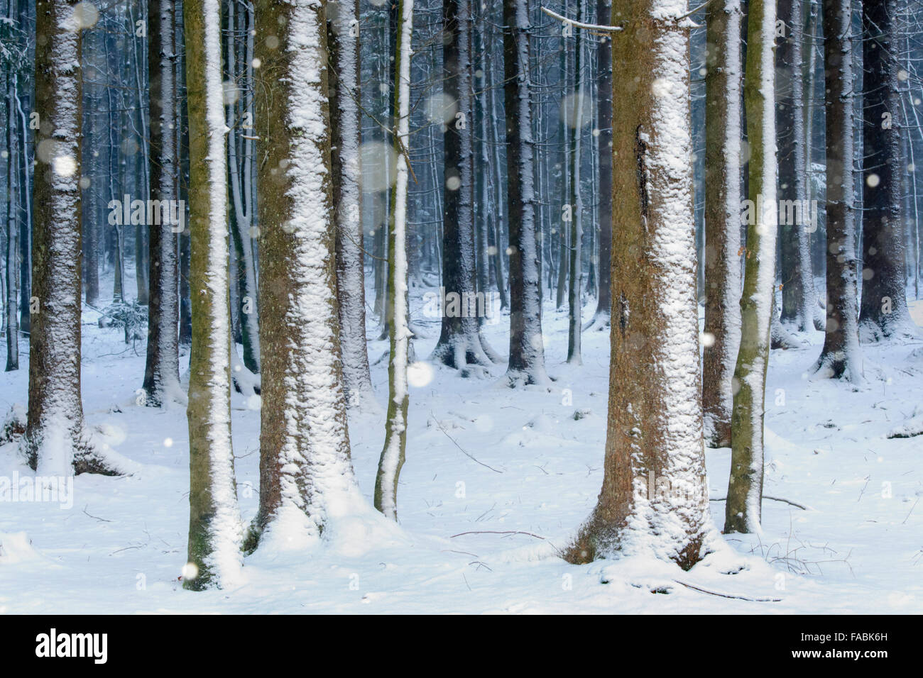Blizzard forest hi-res stock photography and images - Alamy