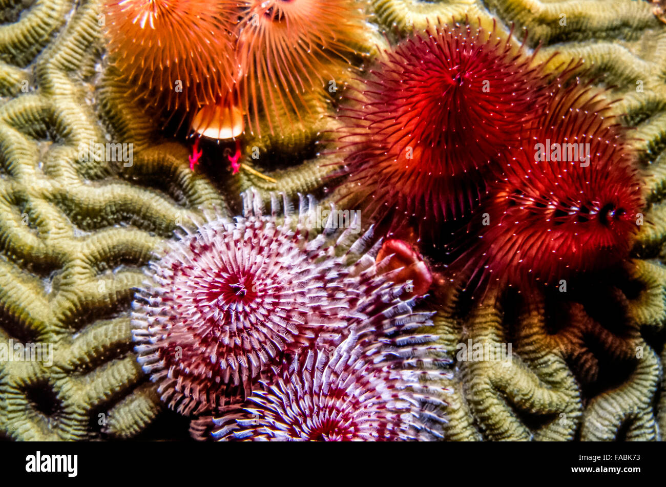 Spirobranchus giganteus, commonly known as Christmas tree worms, are ...