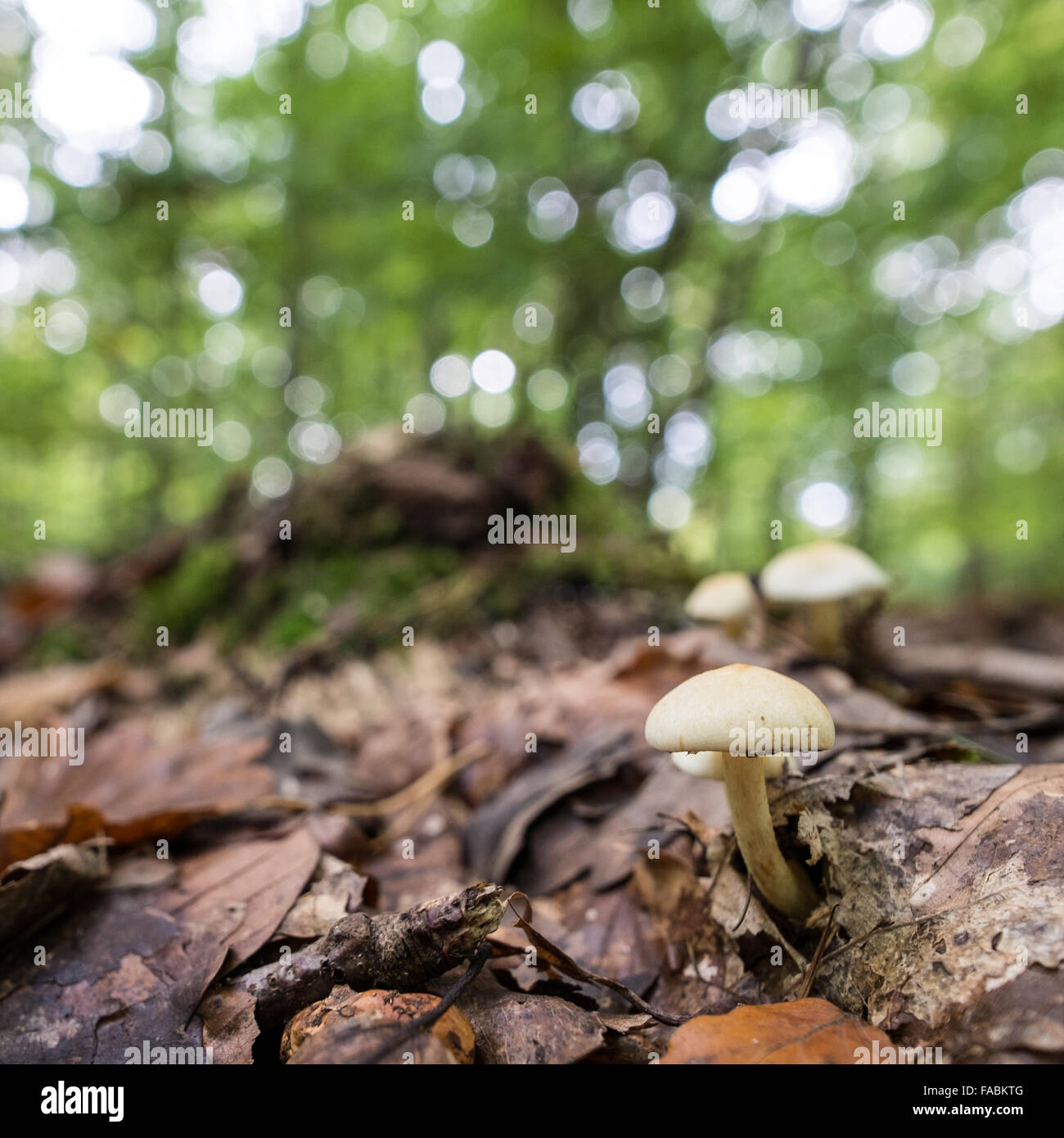 Fungi on the forest soil with leafs Stock Photo - Alamy
