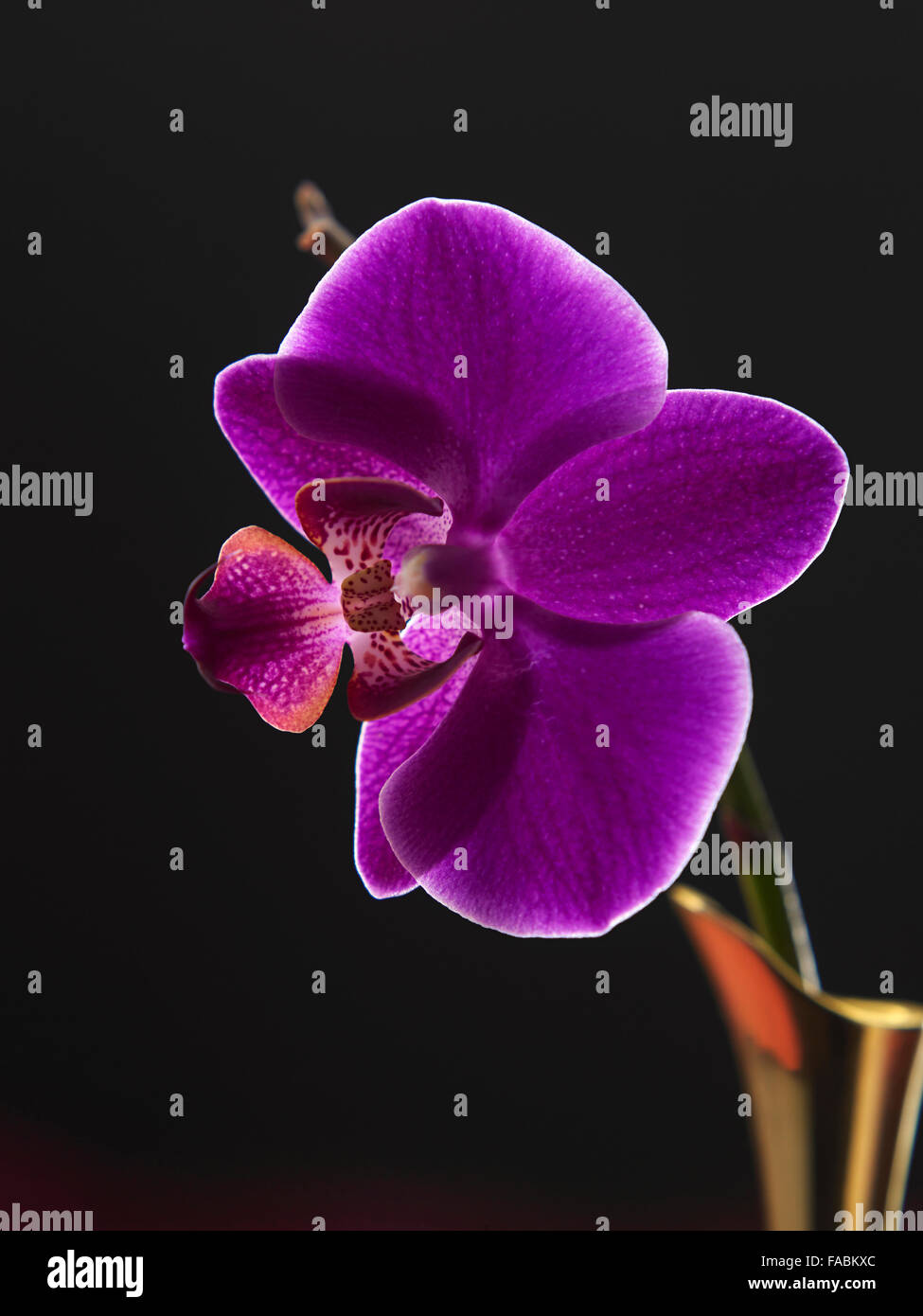 beauty of the purple orchid Stock Photo - Alamy