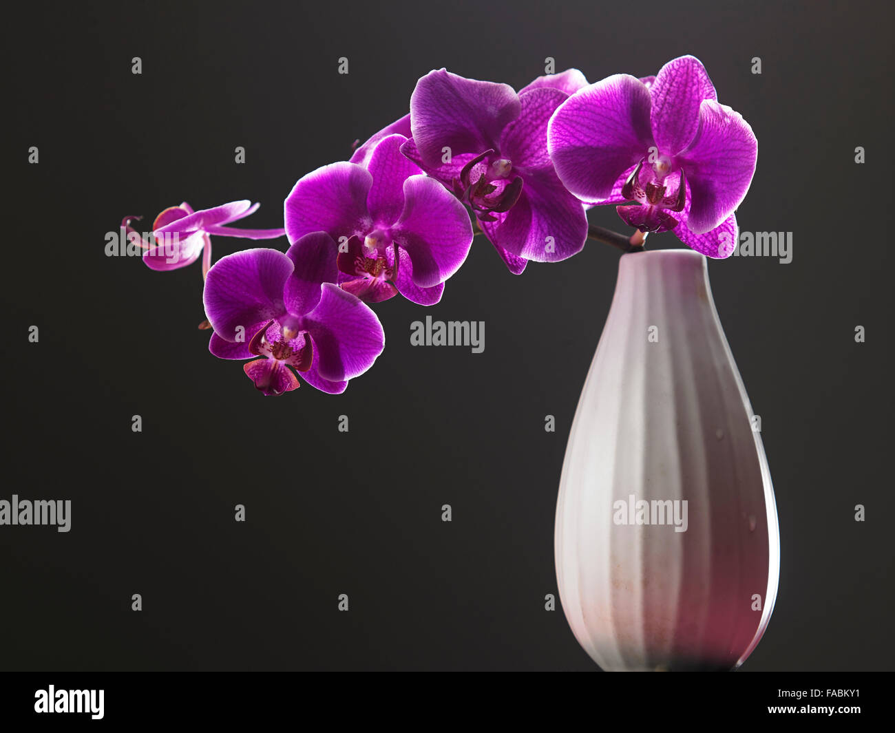 purple color orchid in the vase Stock Photo - Alamy