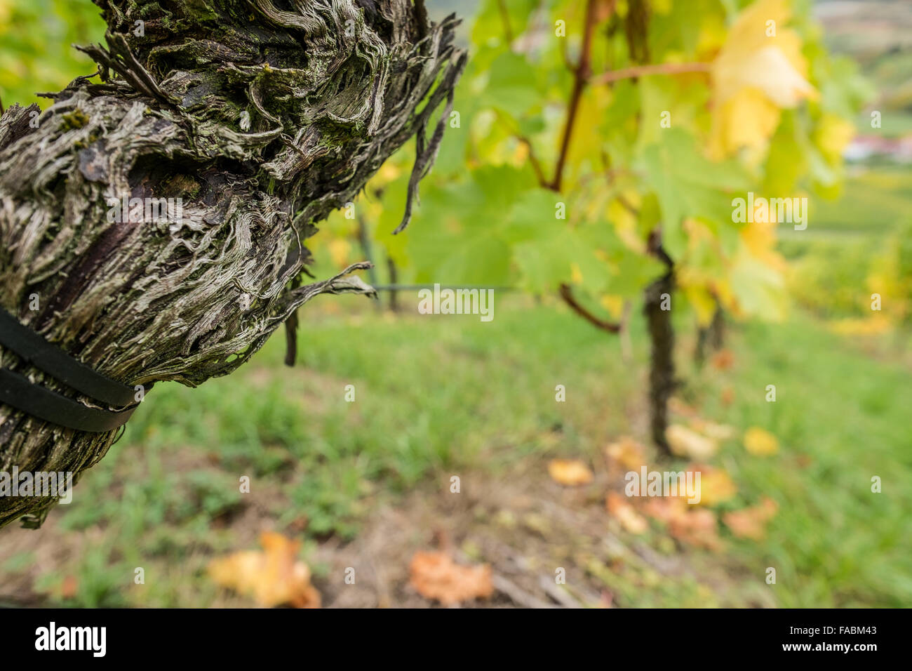Old vine with cracked bark in a vineyard Stock Photo - Alamy